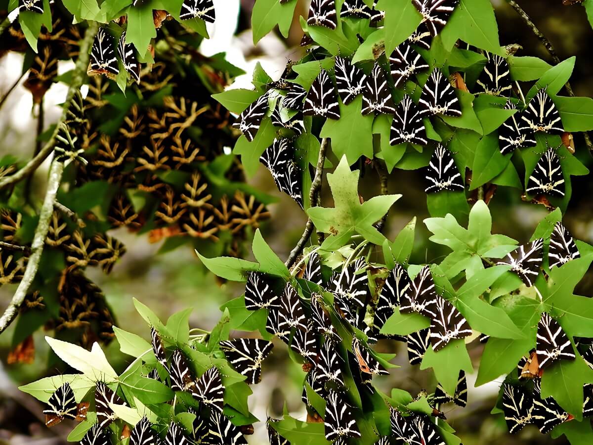 Dolina Motyli Rodos 2025: przewodnik po atrakcjach i praktyczne wskazówki