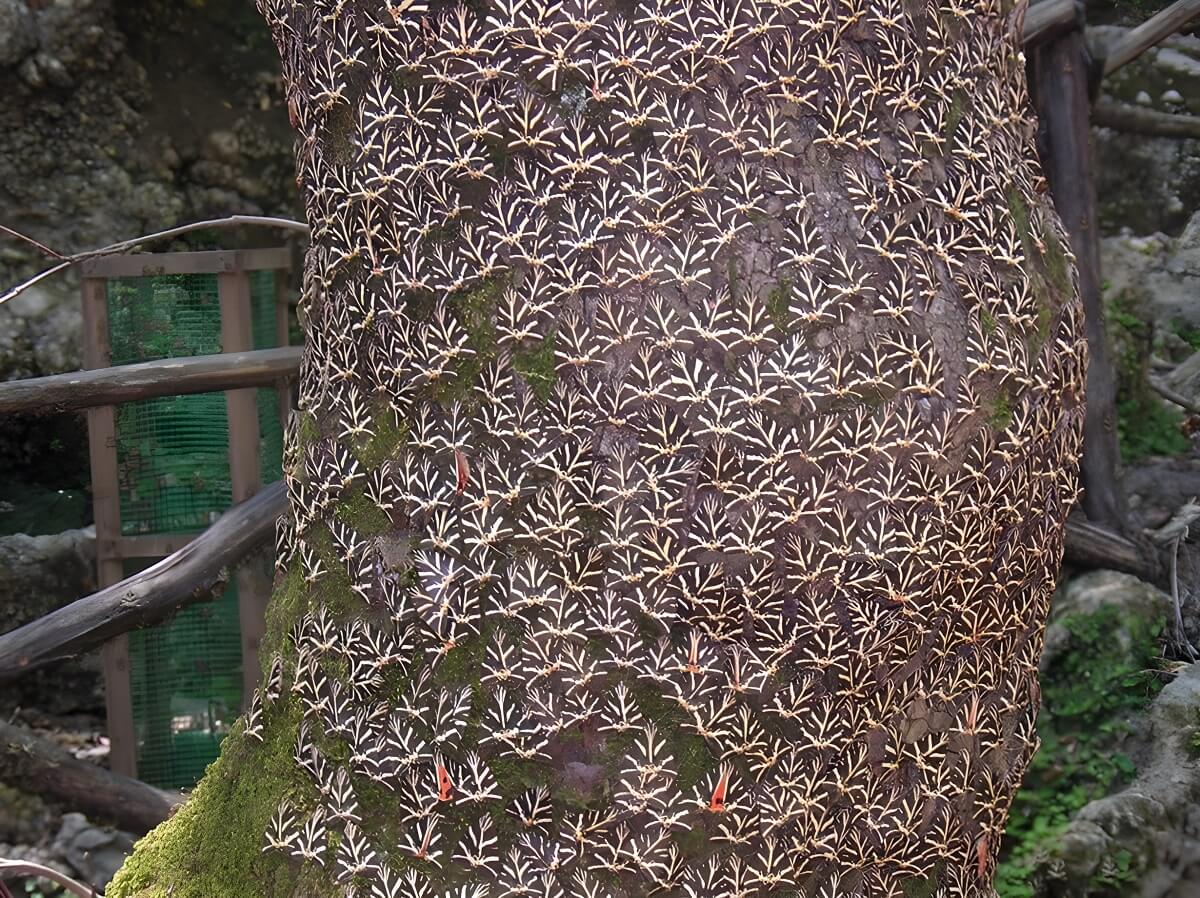 Dolina Motyli Rodos 2025: przewodnik po atrakcjach i praktyczne wskazówki